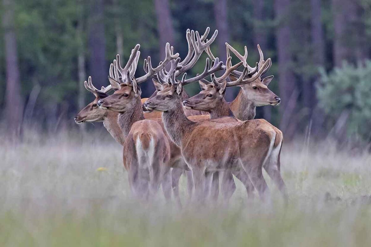 Edelherten - JAN BOER Photography